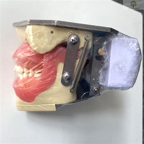 Conduction Anesthesia Model Jojenmodel Dental Model Teeth Dental