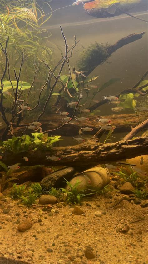 Crypts Coming In Nice Rplantedtank