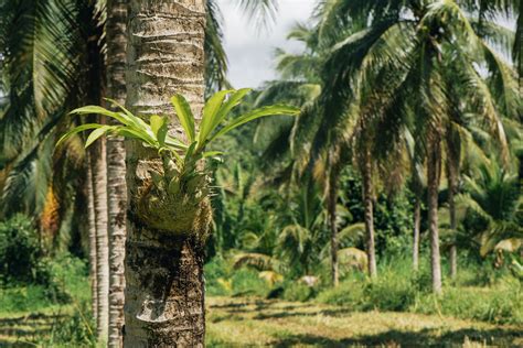 Contact Us — Silk Grass Farms Belize