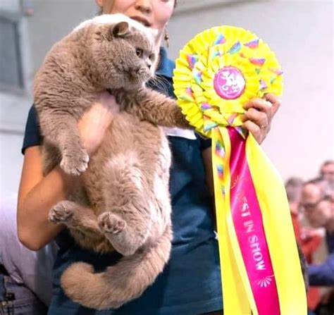 Calendrier Des Expositions Loof Be A British Cat