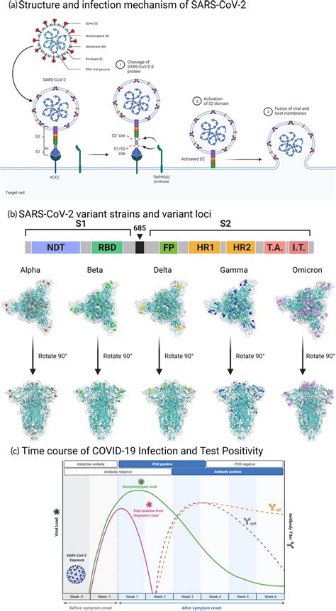Biology And Serology Of Sars‐cov‐2 Infection A Structure And