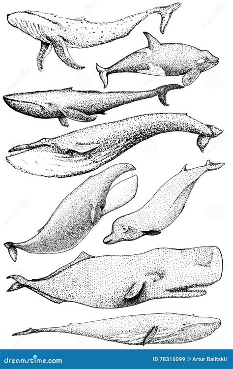 Sistema De Ballenas Dibujadas Mano Del Mundo Stock De Ilustraci N Ilustraci N De Arte Ballena
