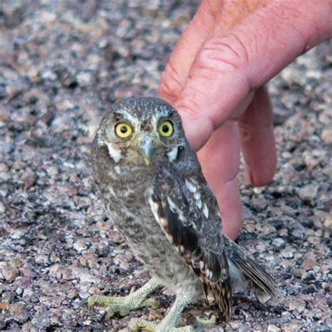 The Tiny But Mighty Elf Owl