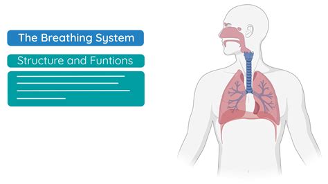 What Is Breathing System Class 5 Free Worksheets Printable