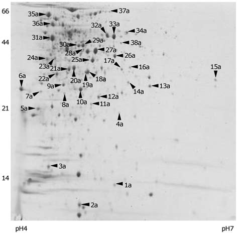 Exoproteins Of E Faecalis Strain Tx5266 Og1rf Fsrb Following