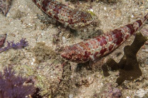 Variegated Lizardfish Facts And Photographs Seaunseen