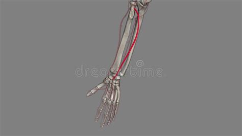 The Ulnar Artery Is One Of The Two Main Arteries In Your Forearms Stock Video Video Of