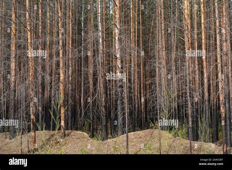 Pine Forest After A Large Scale Fire Landscape Of A Burnt Forest Dead Forest After Fires New