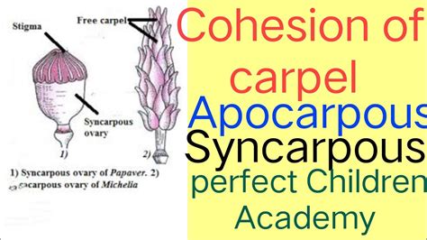 Cohesion Of Carpel Morphology Of Flowering Plants Apocarpous Syncarpous
