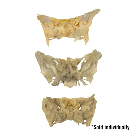 Real Human Sphenoid Bone For Sale — Skulls Unlimited International Inc