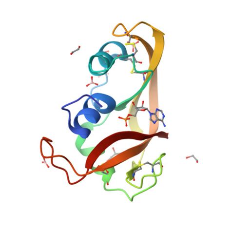 Rcsb Pdb 9csn Crystal Structure Of Human Ribonuclease 7 Rnase 7 In