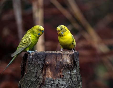 Young Parakeet