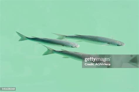 Mugil Cephalus Photos And Premium High Res Pictures Getty Images