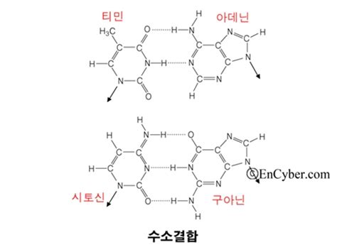 수소결합 水素結合 Hydrogen Bond 네이버 블로그