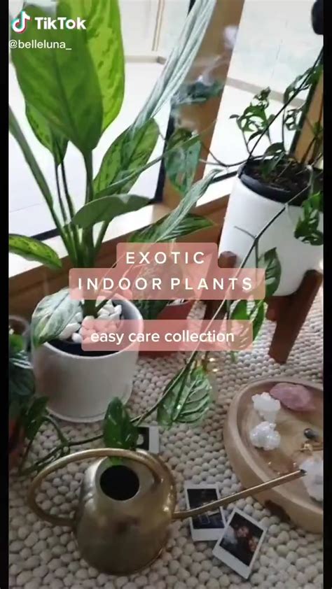 30 Best Houseplants For Beginners Artofit