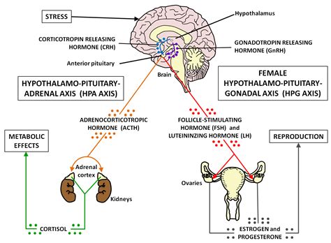 How Do The Adrenal Glands Affect Sex Hormones Smarterplm